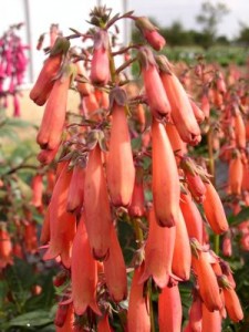 A New Look for Cape Fuchsias – Le Jardinet