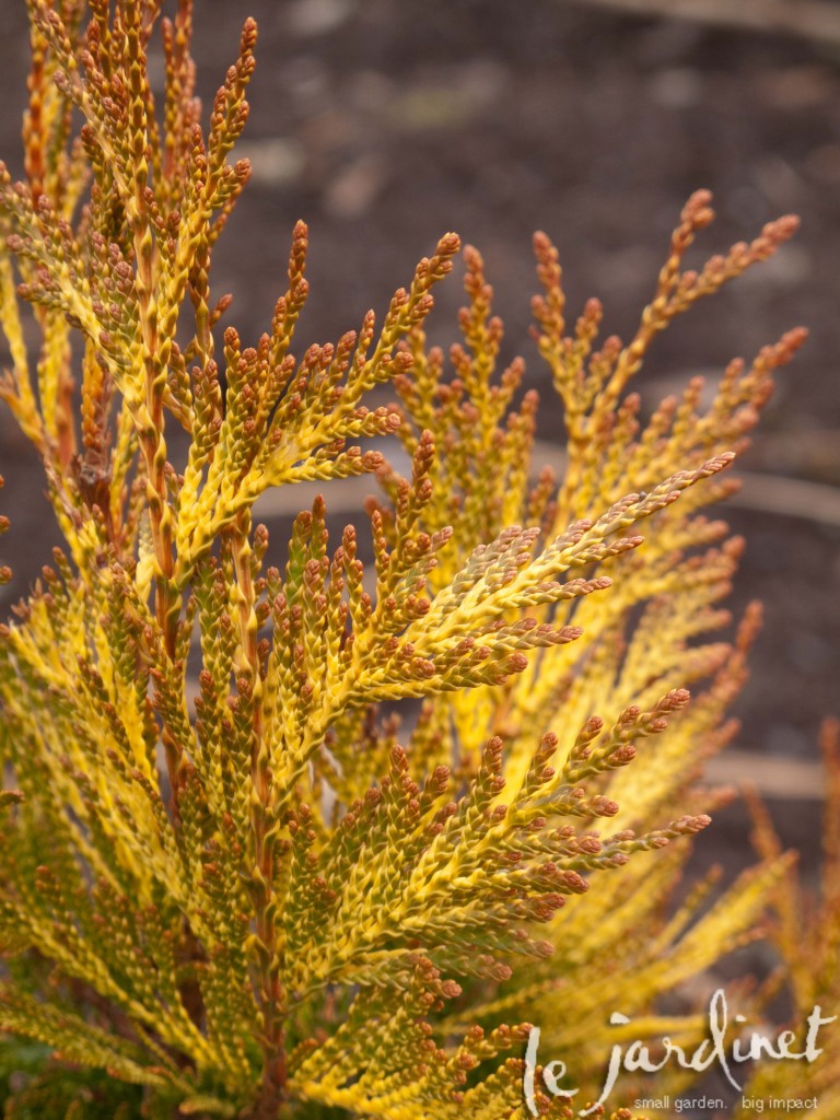 Great Conifers for Fall Containers – Le Jardinet