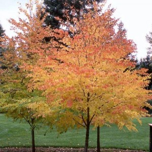 Fall Favorite – The Katsura Tree – Le Jardinet