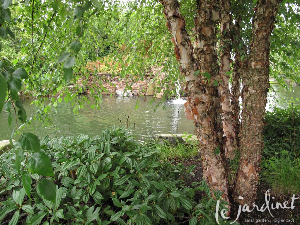 The Winter Garden – beautiful bark – Le Jardinet