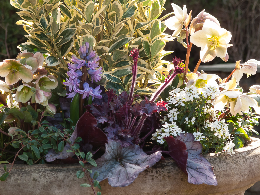 Versatile Container Plants for Spring – Le Jardinet