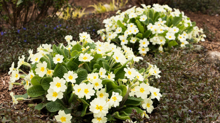 Bringing Sunshine to Winter Days – Le Jardinet