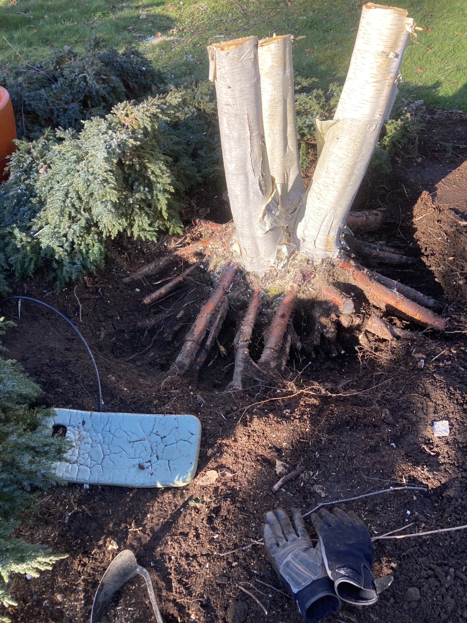 When good plants go bad – Le Jardinet