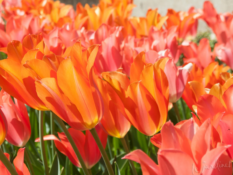 The Art of Spring Bulb Displays – Le Jardinet