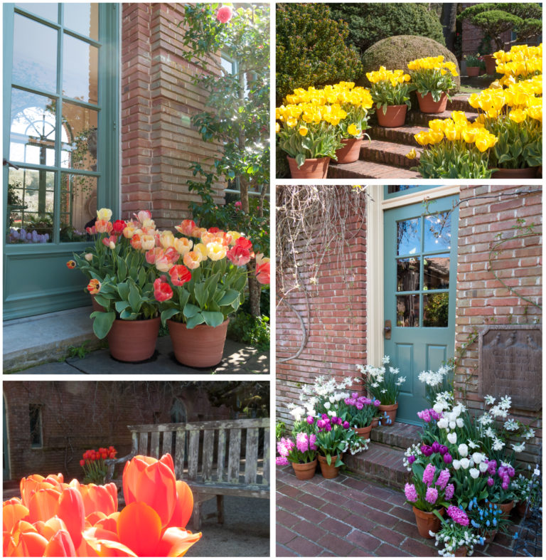 tulip collage – Le Jardinet