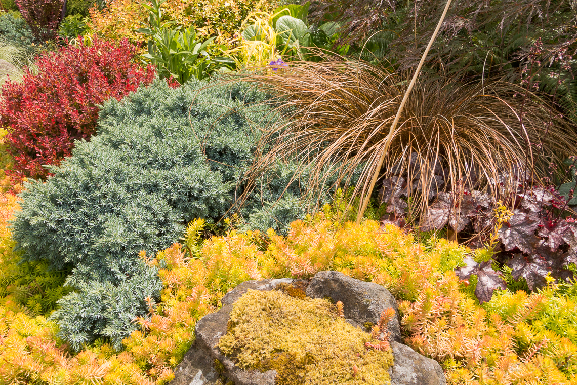 Best Flowering Groundcovers for Full Sun – Le Jardinet