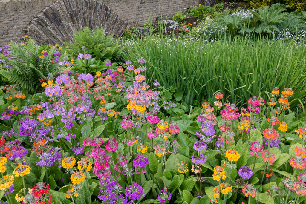Celebrate Spring with Candelabra Primroses – Le Jardinet