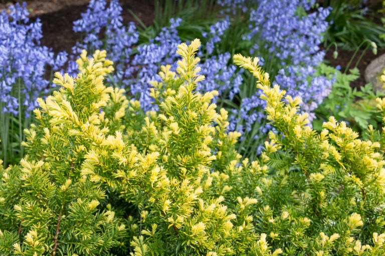 Spring Celebration in the Woodland – Le Jardinet